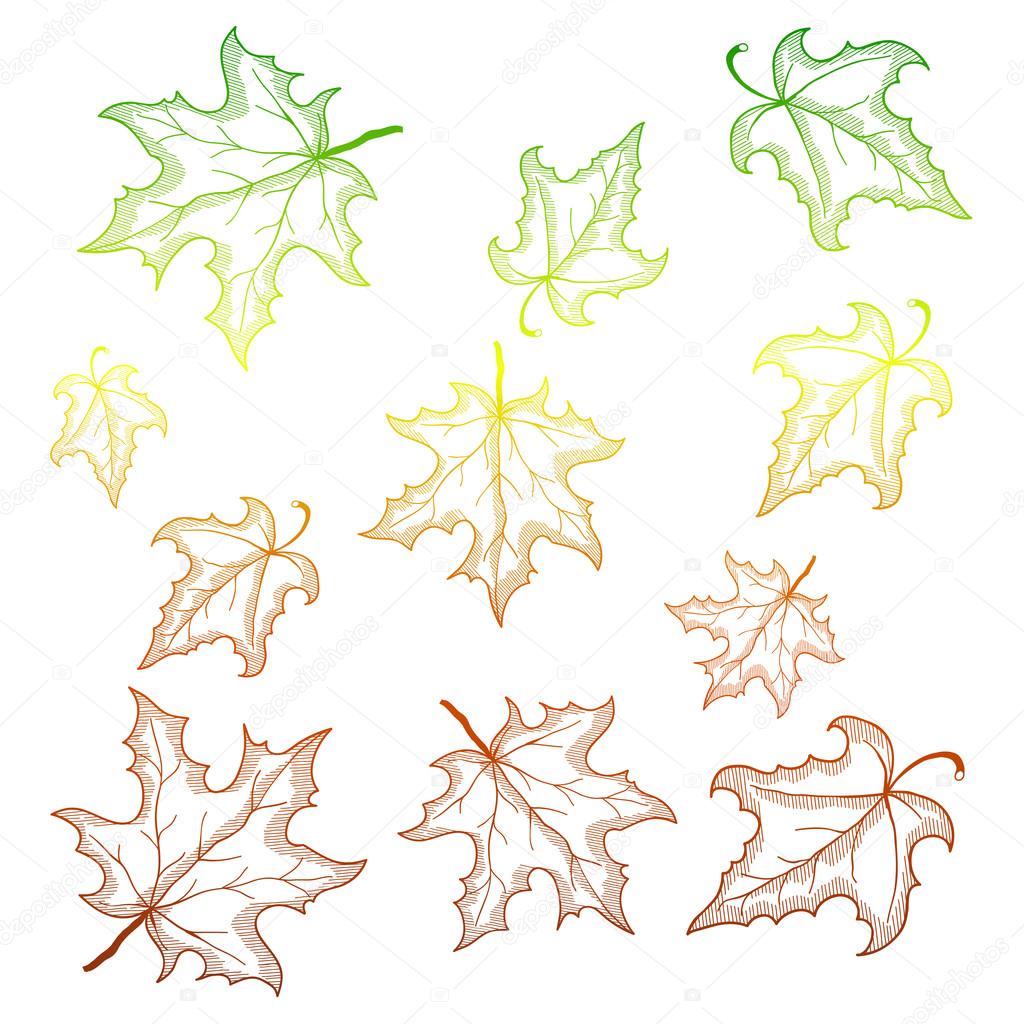 Falling Maple Leaf Drawing