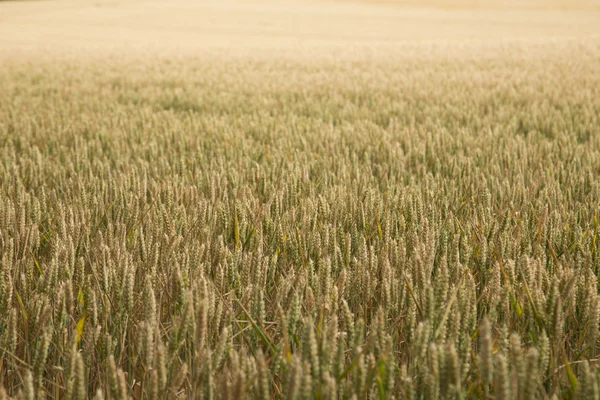 Pasto de trigo Stock Photos, Royalty Free Pasto de trigo Images ...