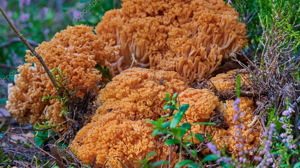 Ramaria Botrytis, comúnmente conocida como coral de racimo, hongo de ...