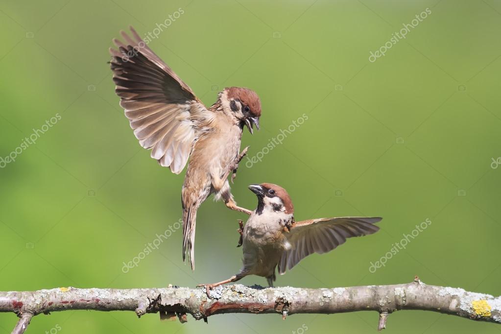 Picture: two birds on a tree | Two birds sparrows fighting on a tree ...