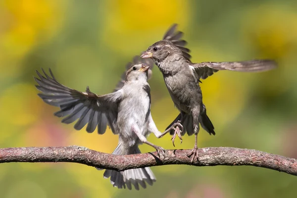 Picture: two birds on a tree | Two birds sparrows fighting on a tree ...