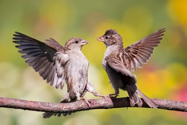 Picture: two birds on a tree | Two birds sparrows fighting on a tree ...