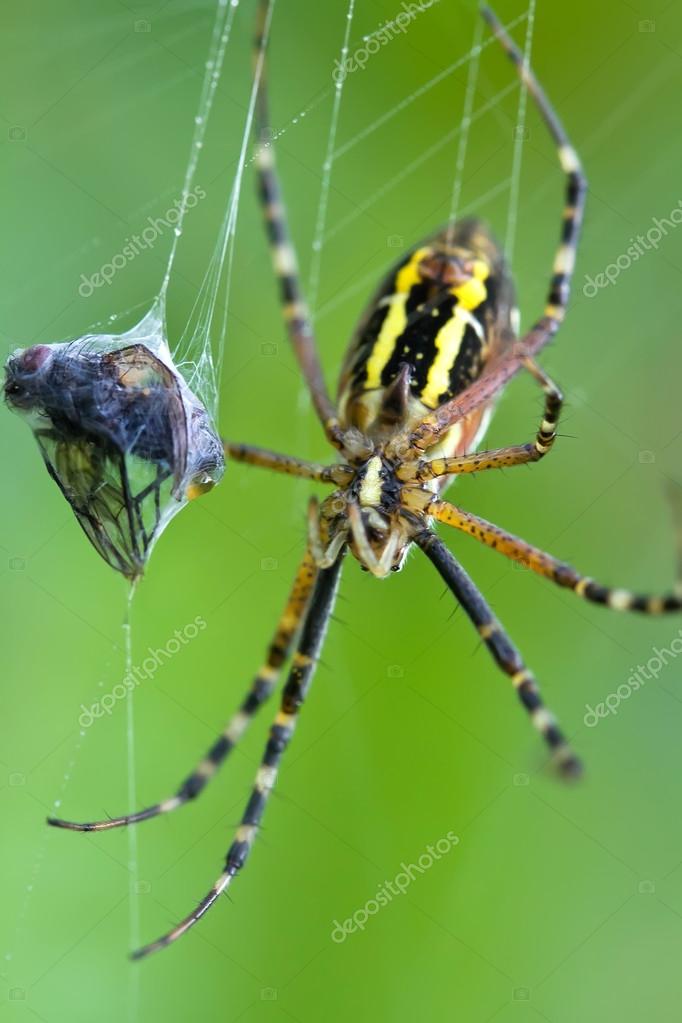 Spider caught a fly in a web — Stock Photo #94154180