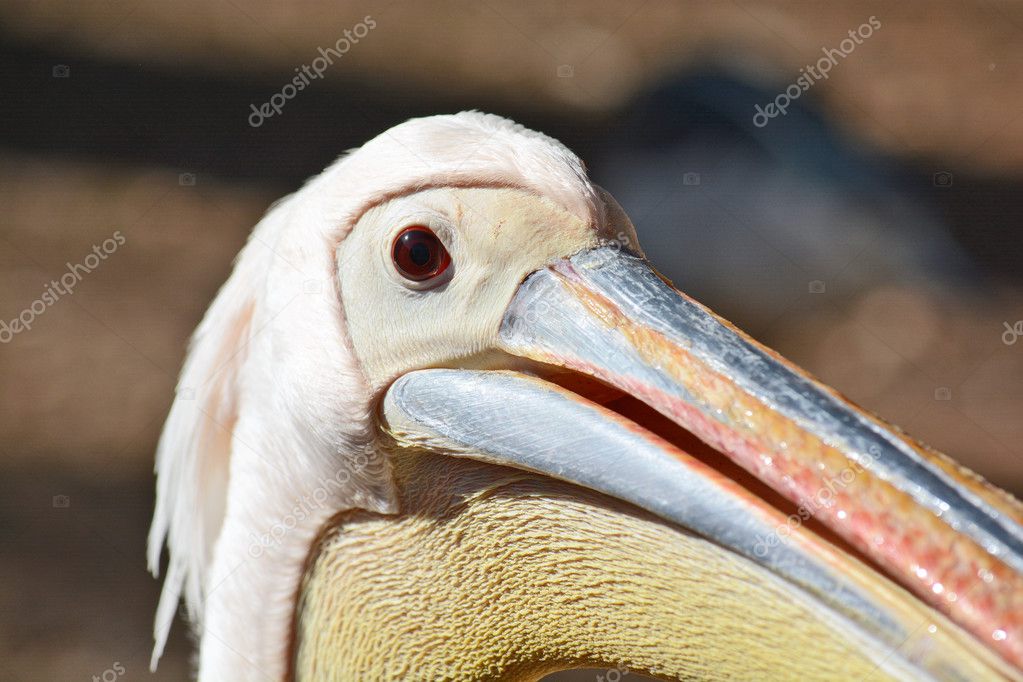Pelecanus onocrotalus in the Zoological Center — Stock Photo ...