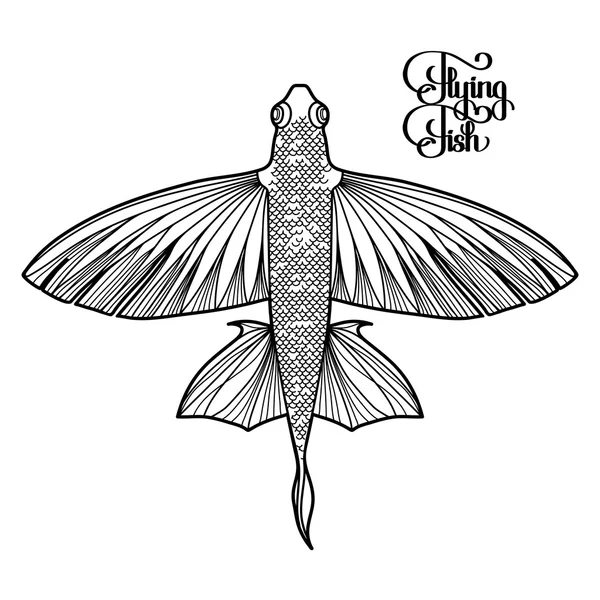 Flying fish coloring Vector Art Stock Images | Depositphotos