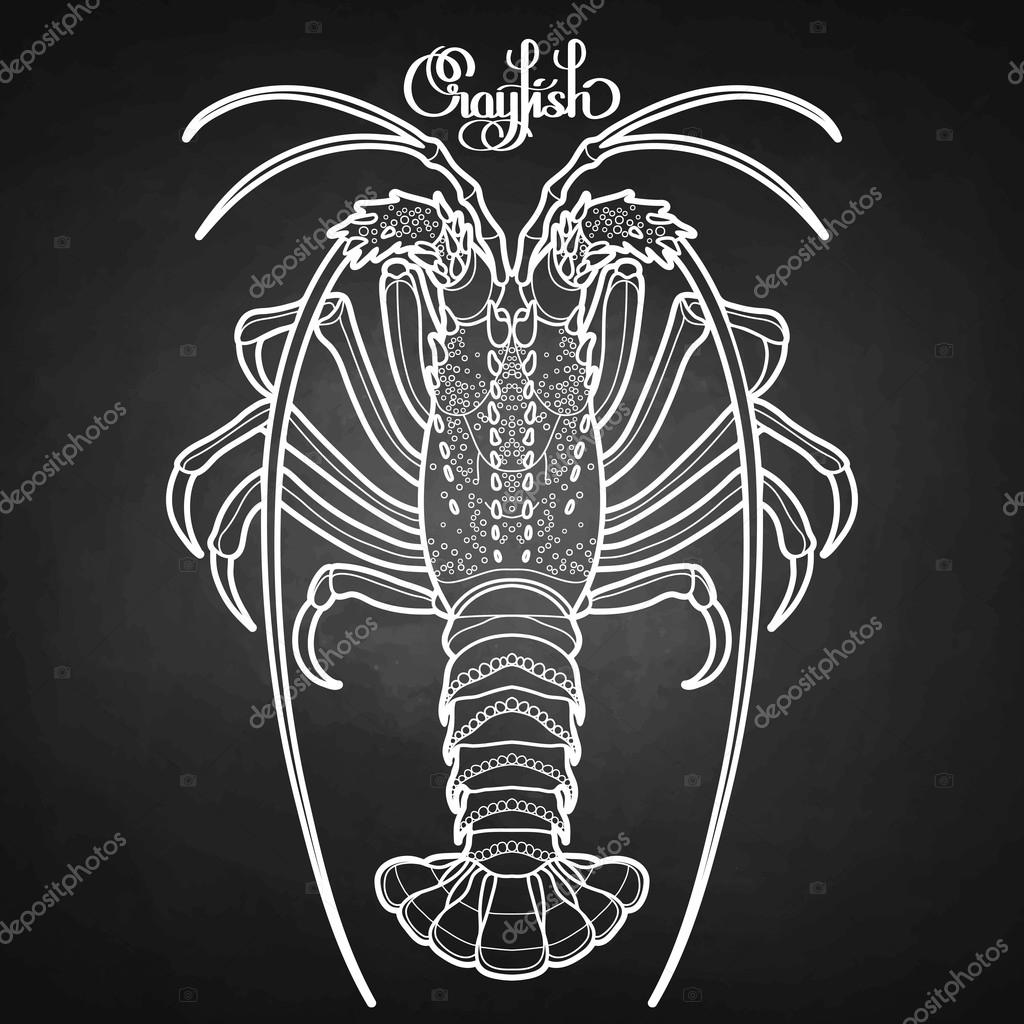 Graphic vector crayfish Stock Vector by ©homunkulus28 104556310