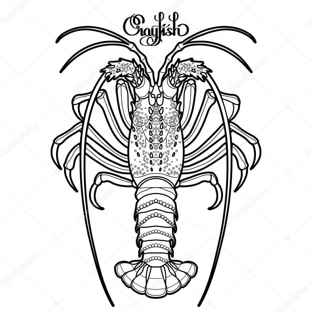 Graphic vector crayfish Stock Vector Image by ©homunkulus28 #104562172