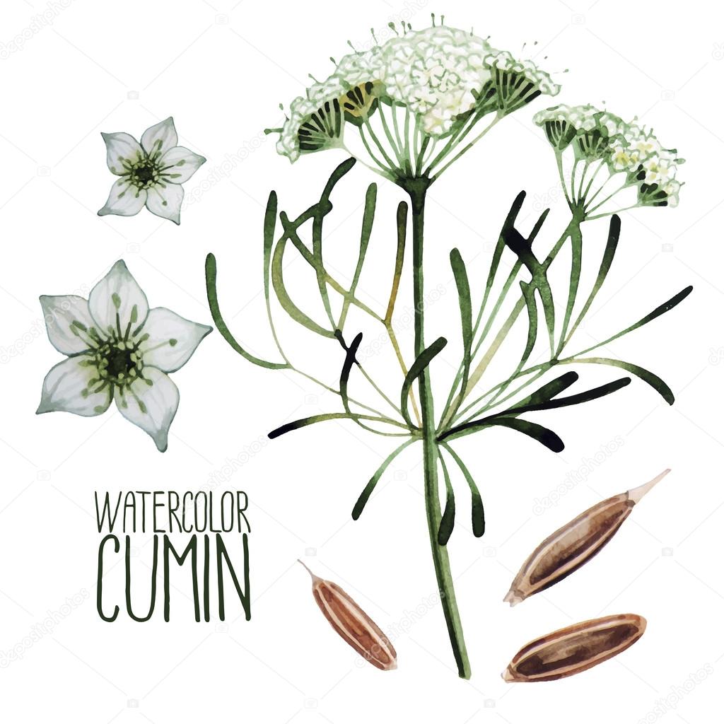 Watercolor cumin set Stock Vector Image by ©homunkulus28 #106034224