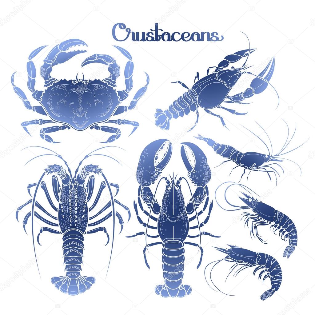 Colección de crustáceos gráficos vector, gráfico vectorial ...