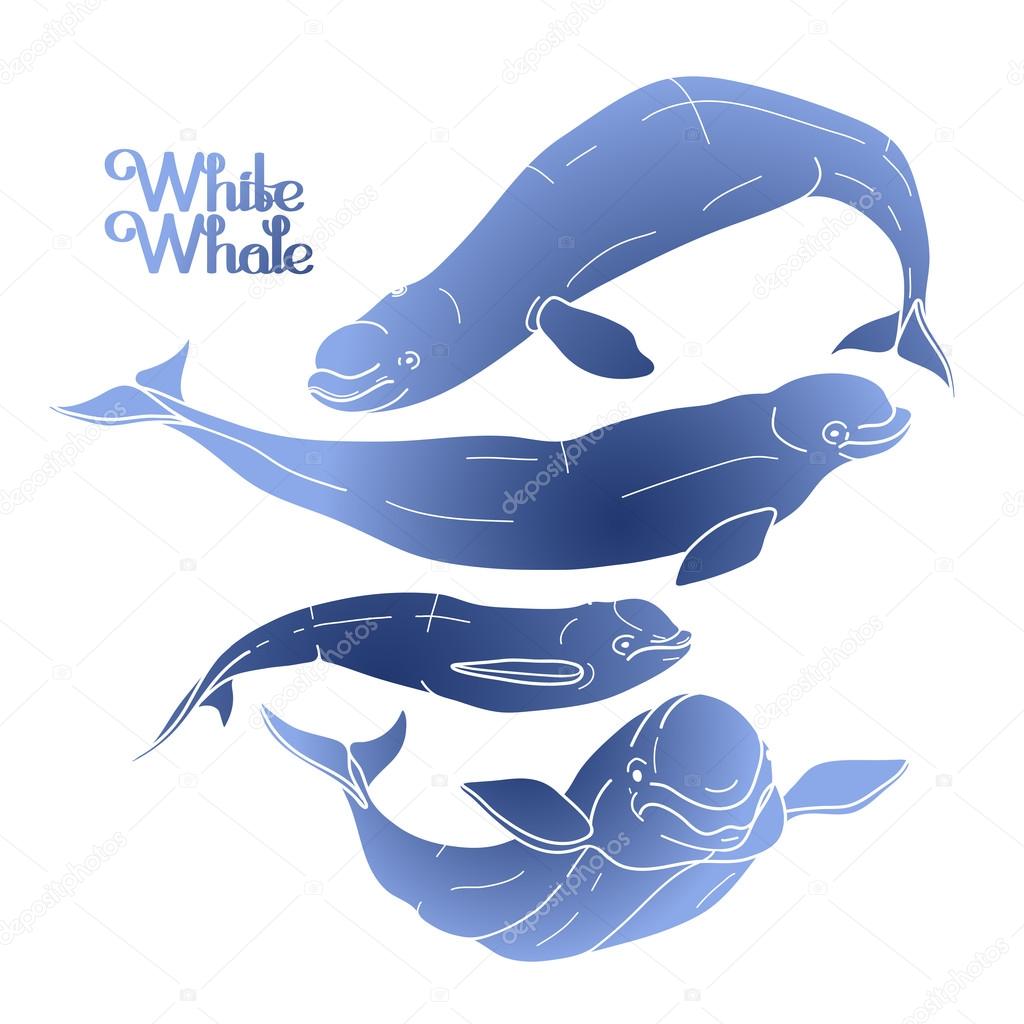 Graphic beluga whale collection Stock Vector Image by ©homunkulus28 ...