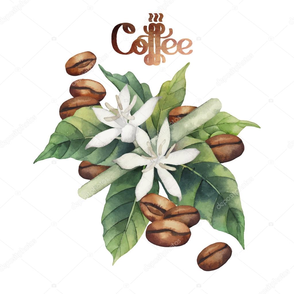 Watercolor coffee vignette Stock Vector Image by ©homunkulus28 #113765626