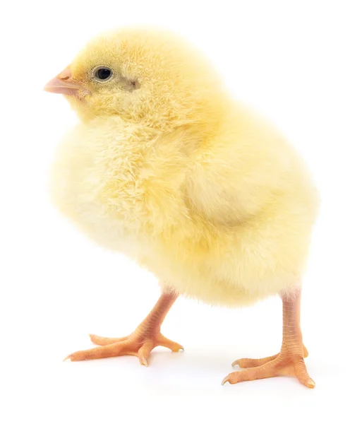 Incubation sepsis Stock Photos, Royalty Free Incubation sepsis Images ...