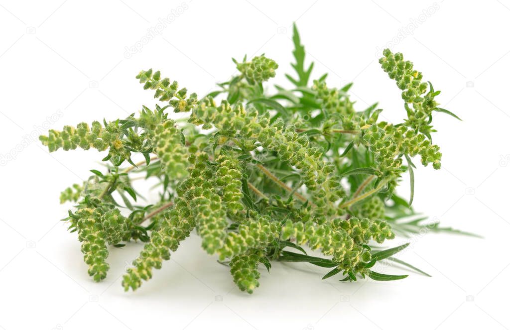 Flores y hojas de ambrosía aisladas sobre fondo blanco. 2024