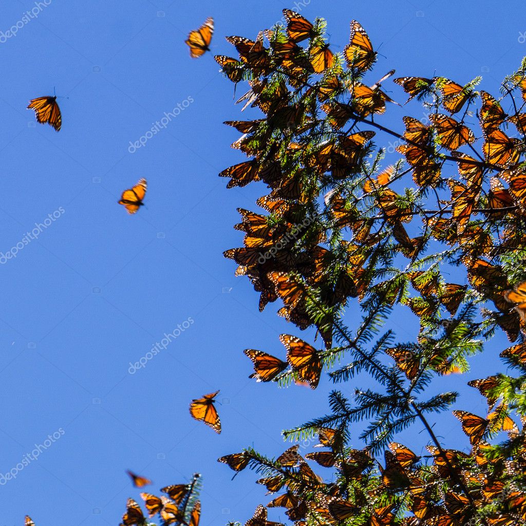 Mariposas monarca en rama de árbol en fondo cielo azul 2025