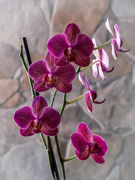 Pink orchid on the background of a stone wall - Stock Image - Everypixel