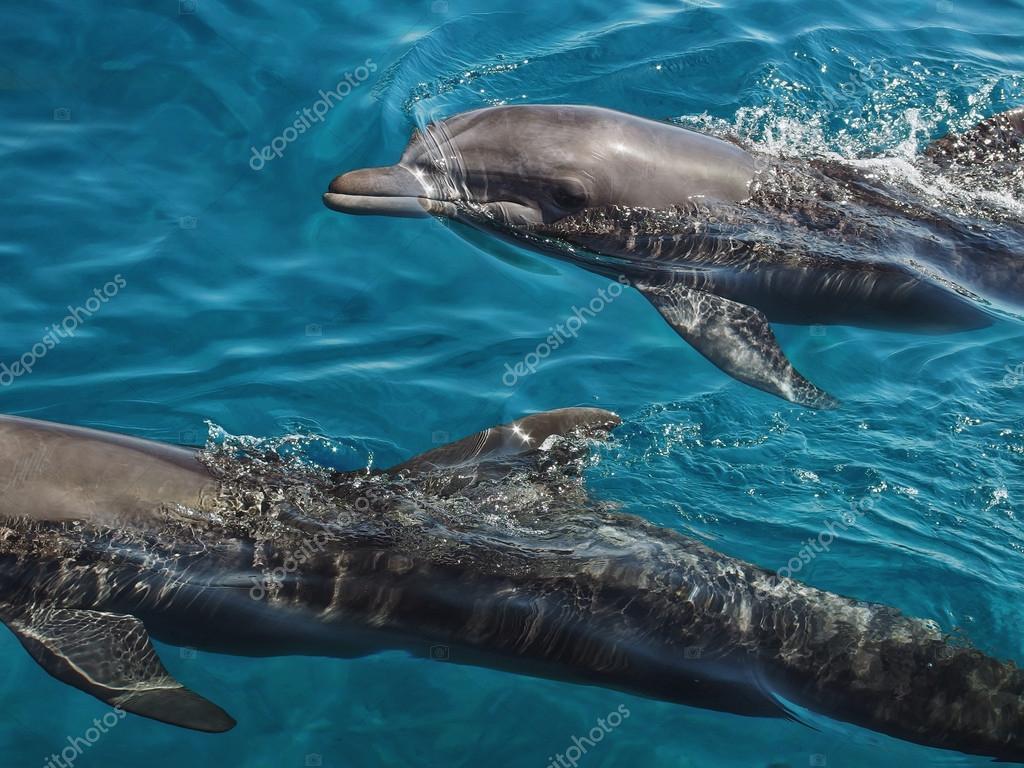 Floating dolphins in clean Red sea water — Stock Photo © IrynaGur #88418998