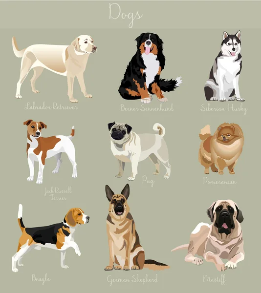 Different type of dogs set isolated. Big and small animals. - Stock ...
