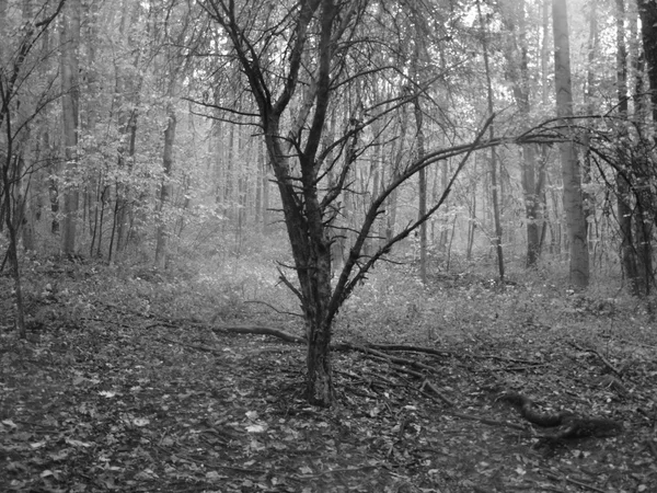 Kruk drewna Stock Photos, Royalty Free Kruk drewna Images | Depositphotos