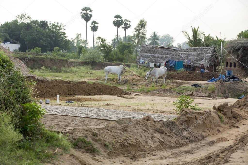 Scenes of rural life in India Stock Photo by ©CatherineL-Prod 100371638