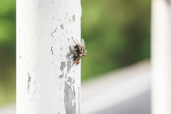 Moscas e mosquitos Stock Photos, Royalty Free Moscas e mosquitos Images ...