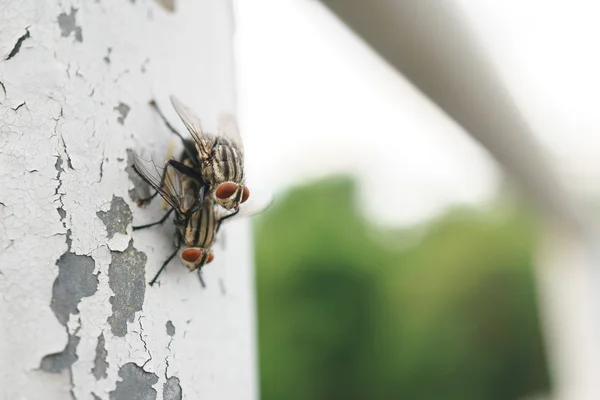 Moscas e mosquitos Stock Photos, Royalty Free Moscas e mosquitos Images ...