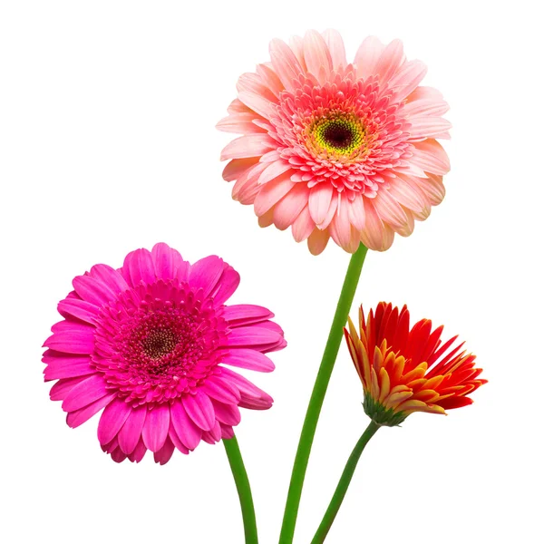 Gerberas fotos de stock, imágenes de Gerberas sin royalties | Depositphotos
