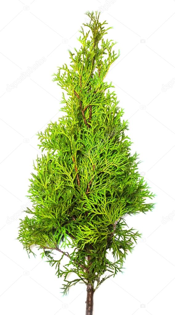 Green Thuja branches Stock Photo by ©FlowerStudio 108639188