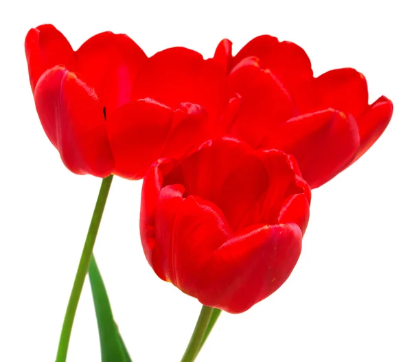 Three red tulips Stock Photo by ©FlowerStudio 110177334