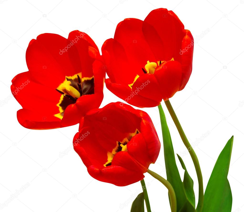 Three red tulips Stock Photo by ©FlowerStudio 110177334