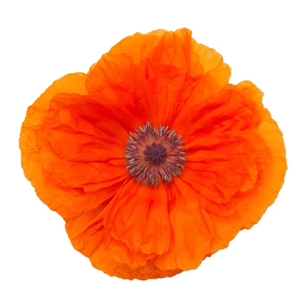 Poppy card Stock Photos, Royalty Free Poppy card Images | Depositphotos