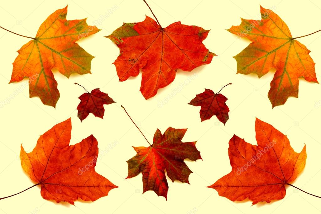 Collection of maple leaves Stock Photo by ©FlowerStudio 123349880