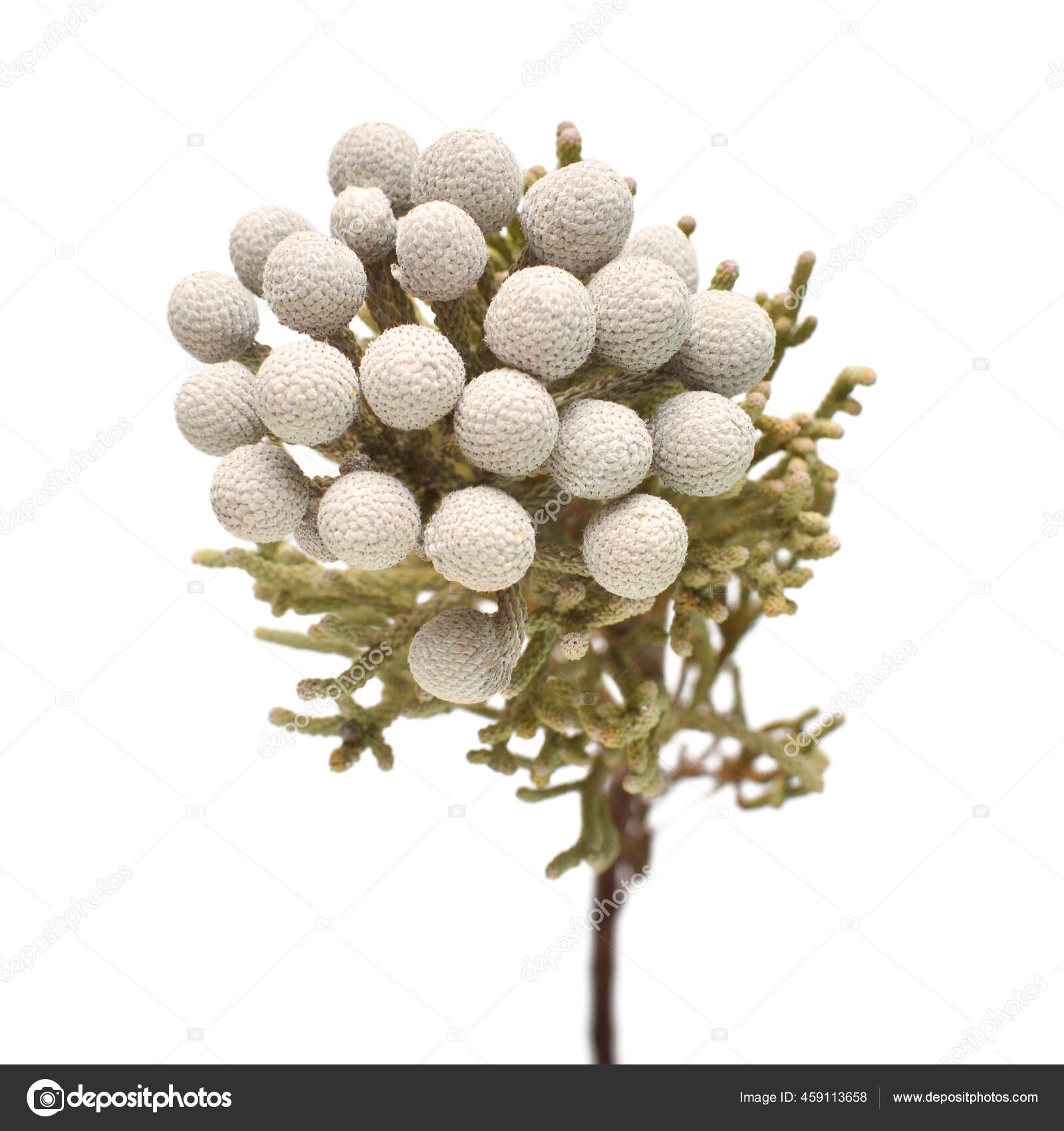Silver Brunia Berries