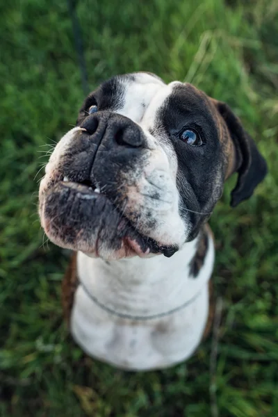 Dog scratching himself behind his ear — Stock Photo © vverve #53923133