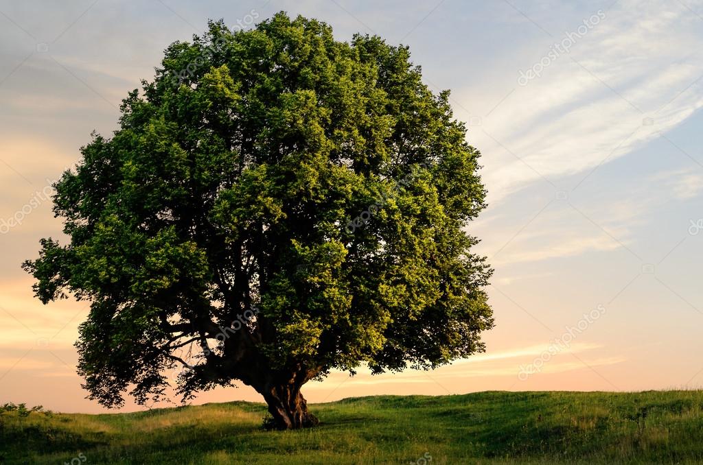 Beautiful tree in the sunset — Stock Photo © c_grig@yahoo.com #88437270