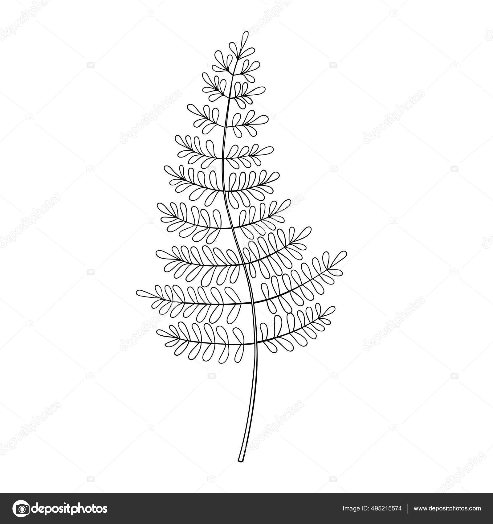 Fern vector sketch outline illustration. Forest leaf greenery ...