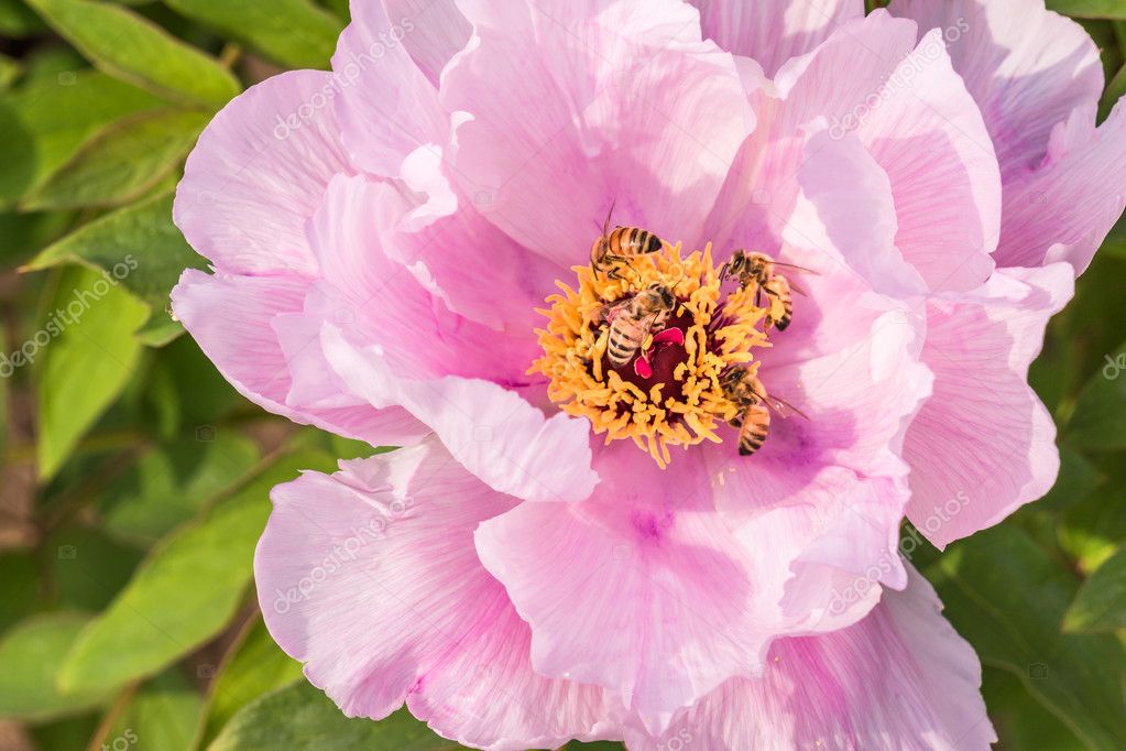 Abeja carpintero (Xylocopa valga) en una flor de árbol cultivar híbrido peonía (Paeonia ...