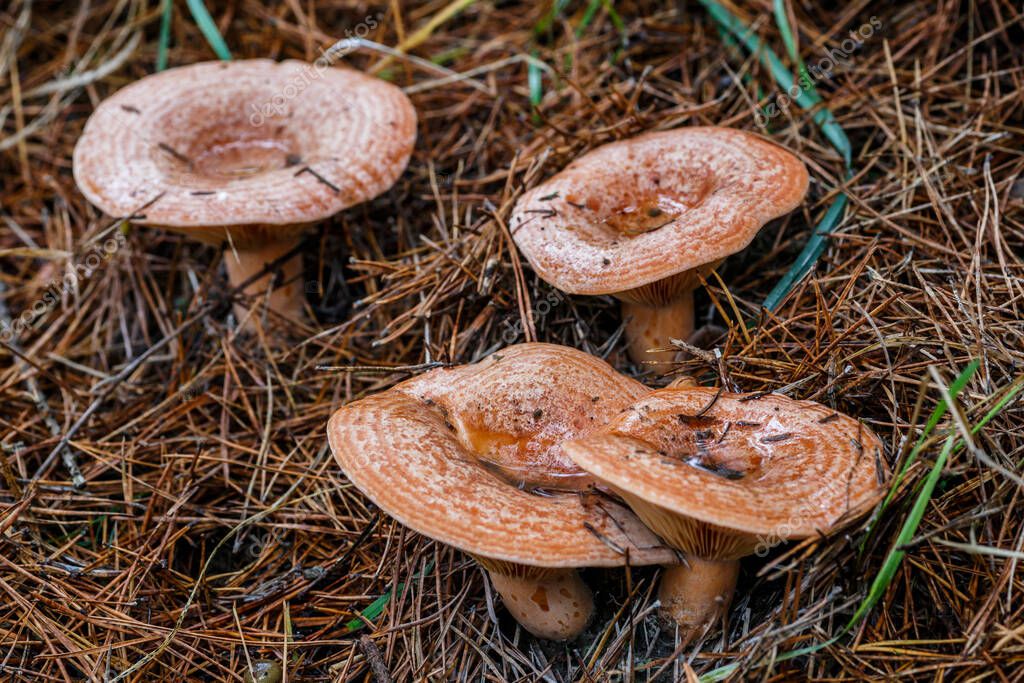 Lactarius deliciosus creciendo en el suelo de un bosque de pinos ...