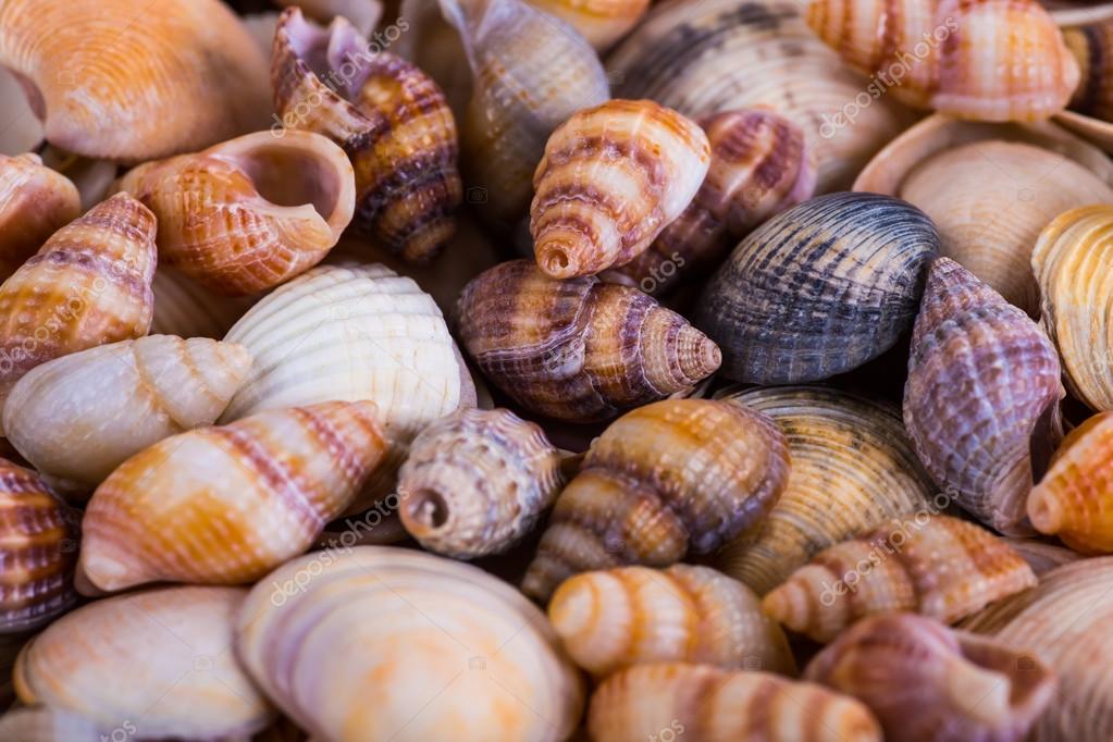 Sea Shells Seashells! - variety of sea shells from beach - panor ...