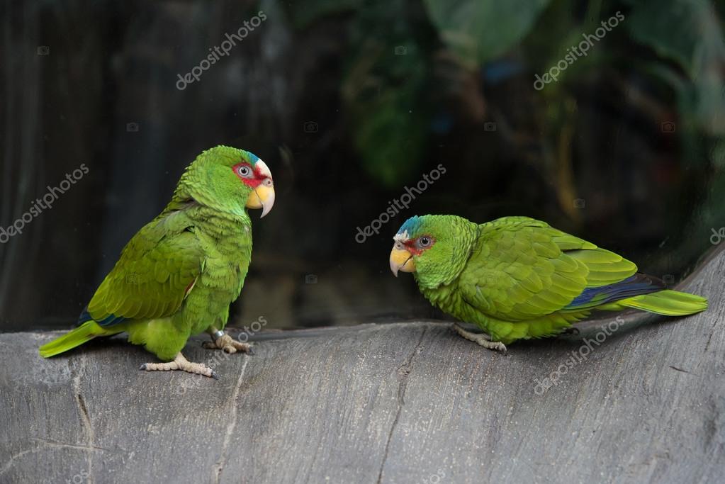 Beautiful parrot bird — Stock Photo © MCVSN #104167274