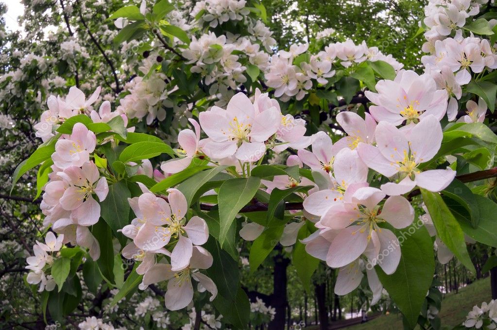 Flowering Shrub Decorative Apple Tree Petals Delicate Aroma Gentle ...