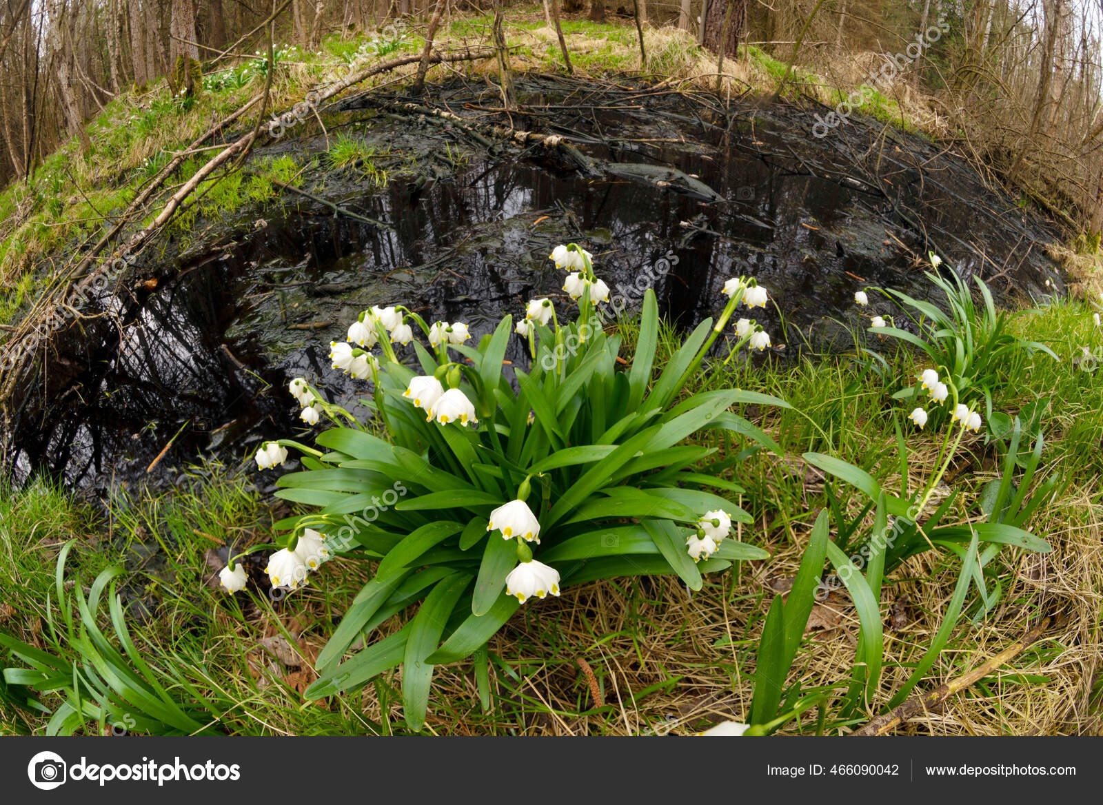 Black Poisonous Swamp Chemical Waste Plant Contrast Delicate Spring ...