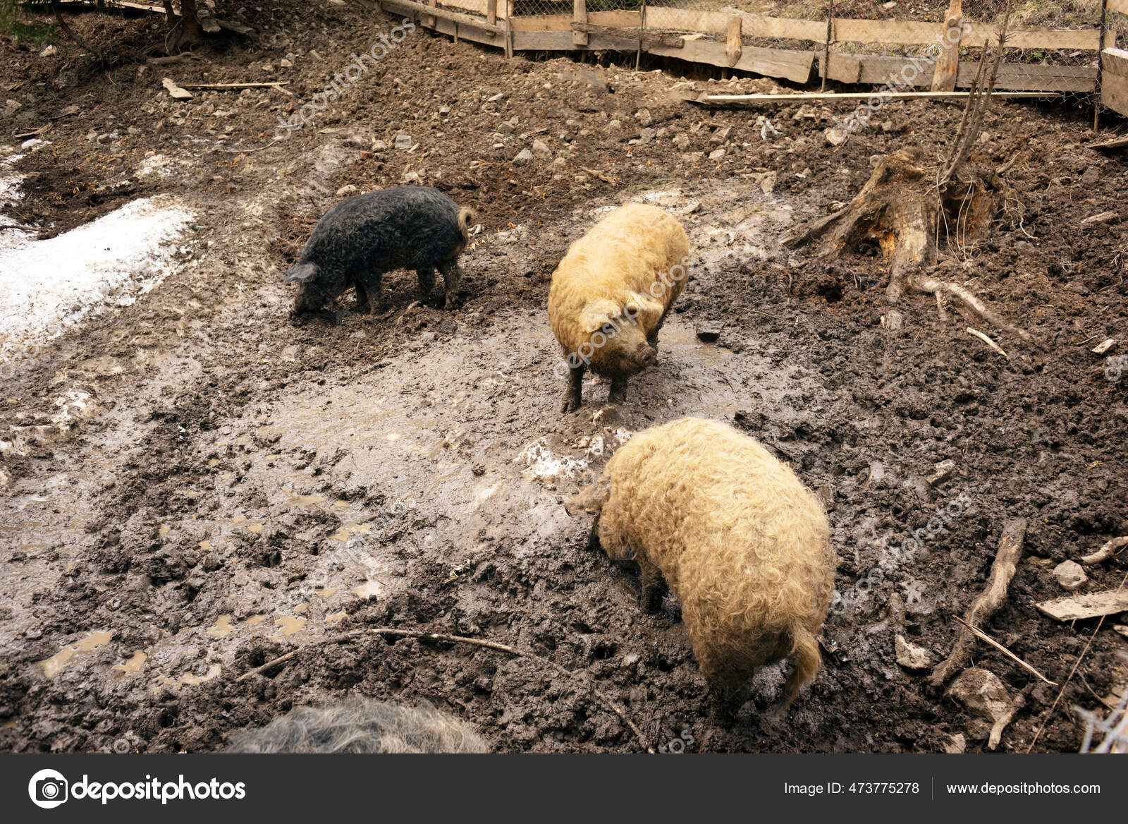 Rare Breed Pigs Whose Curly Wool Similar Sheep Rams Mangalitskaya ...