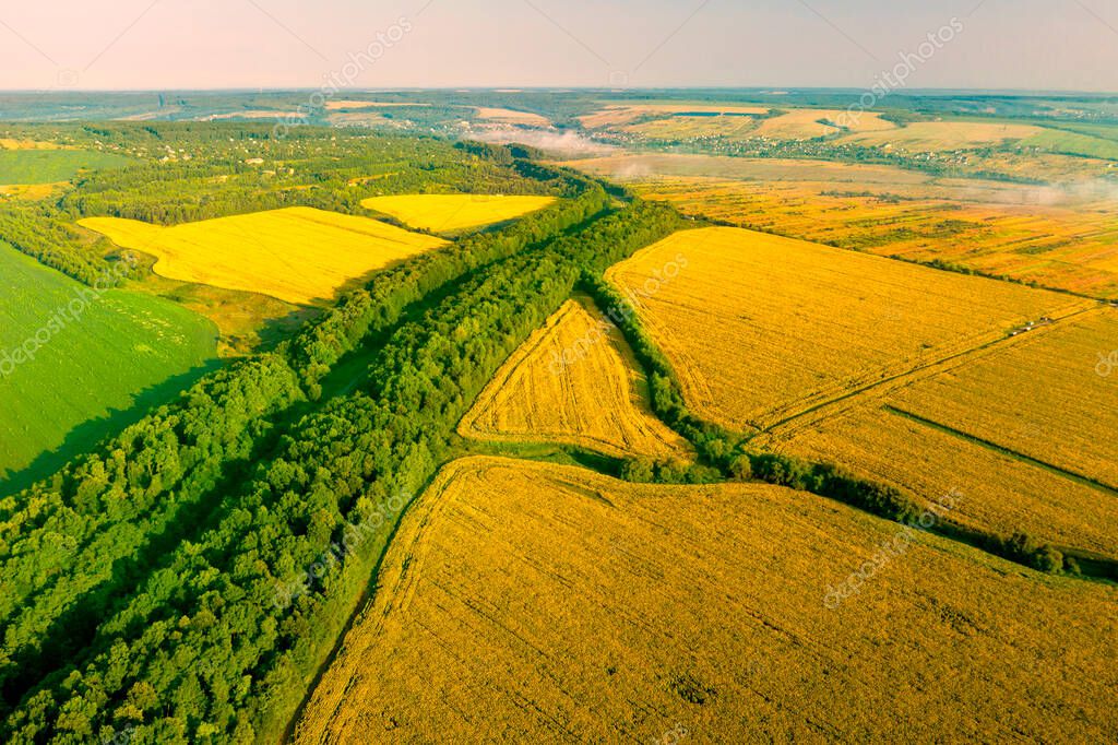 Un campo de girasol disparado por un helic ptero, hermosas flores y una ...