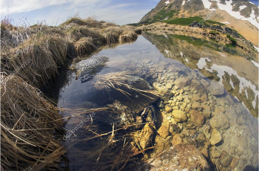 Frogs toads breed in cold water Stock Photo by ©panaramka.ukr.net 90382102