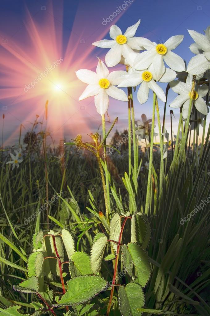 Valley of daffodils near Hust — Stock Photo © panaramka.ukr.net #90383070