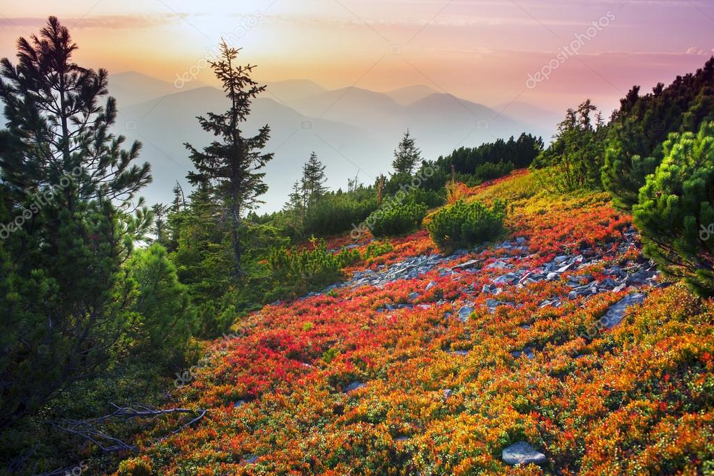 Autumn vegetation in Mountains Stock Photo by ©panaramka.ukr.net 90415414