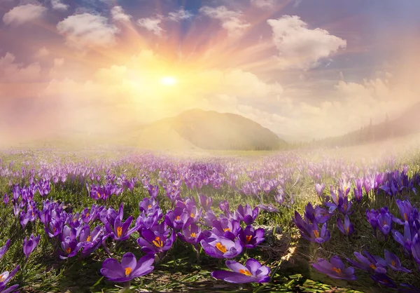 Sunrise flowers Stock Photos, Royalty Free Sunrise flowers Images ...