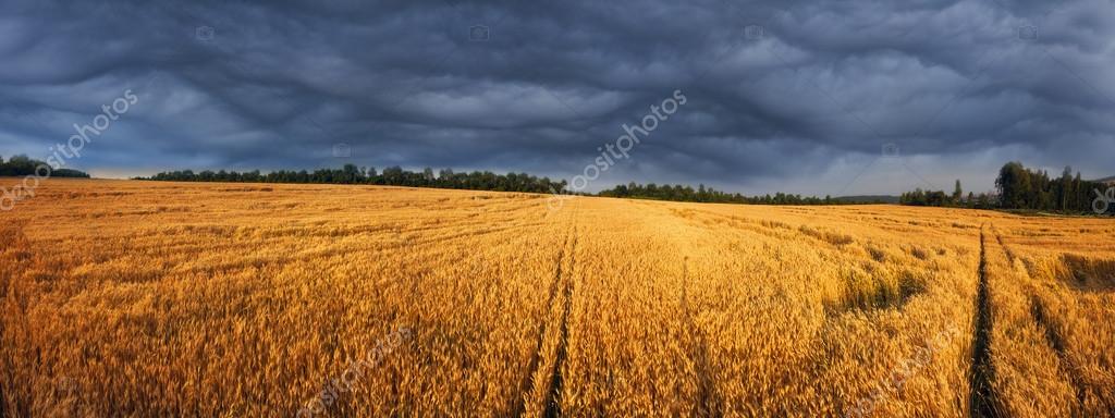 Gouden rogge veld Stock Photos, Royalty Free Gouden rogge veld Images ...