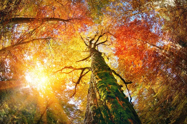 Magic Autumn forest — Stock Photo © panaramka.ukr.net #90525244