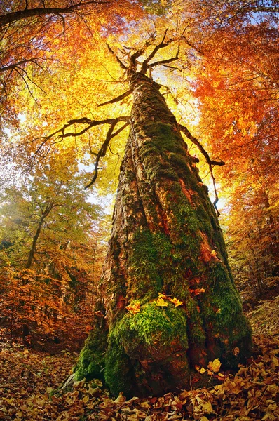 Magic Autumn forest — Stock Photo © panaramka.ukr.net #90525244